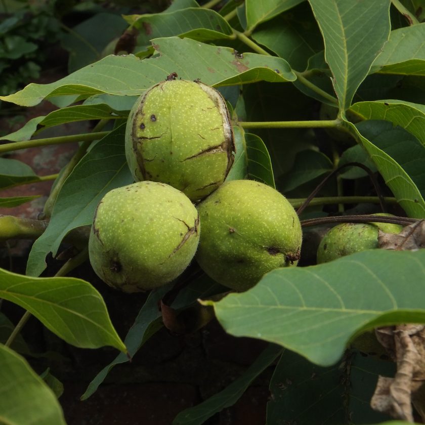 Juglans regia – Pflanzenbilder
