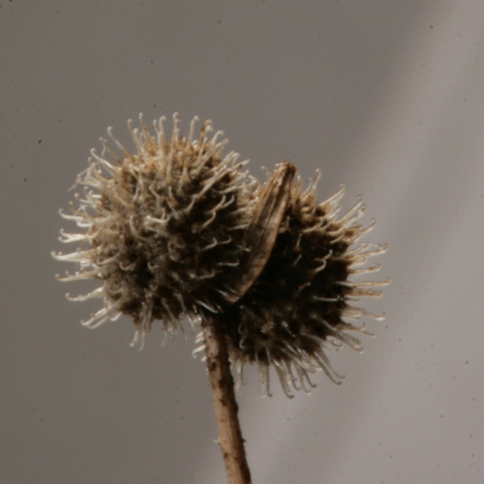 Rubiaceae – Pflanzenbilder