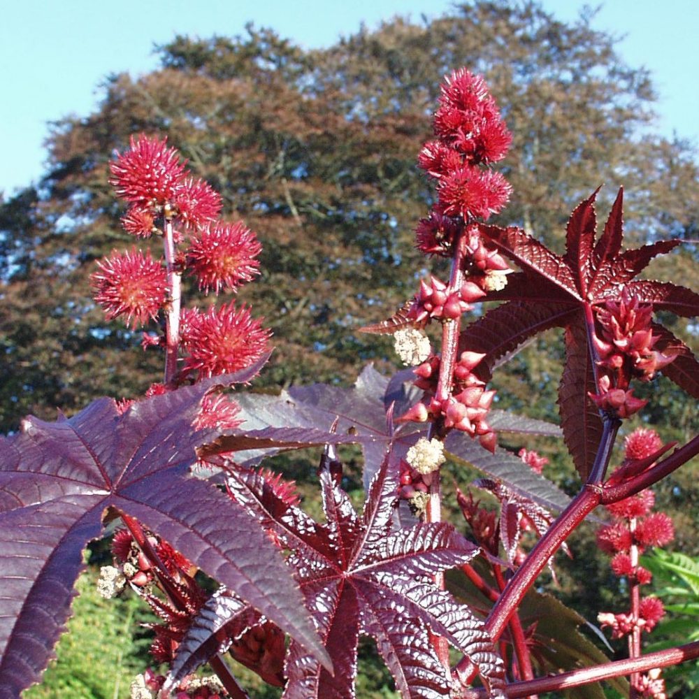 Wunderbaum, Rizinus – Pflanzenbilder