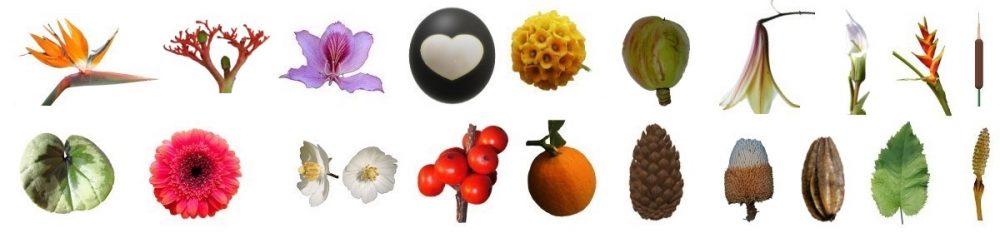 Pflanzenbilder – Bilder aus Gärten, Exkursionen und mehr