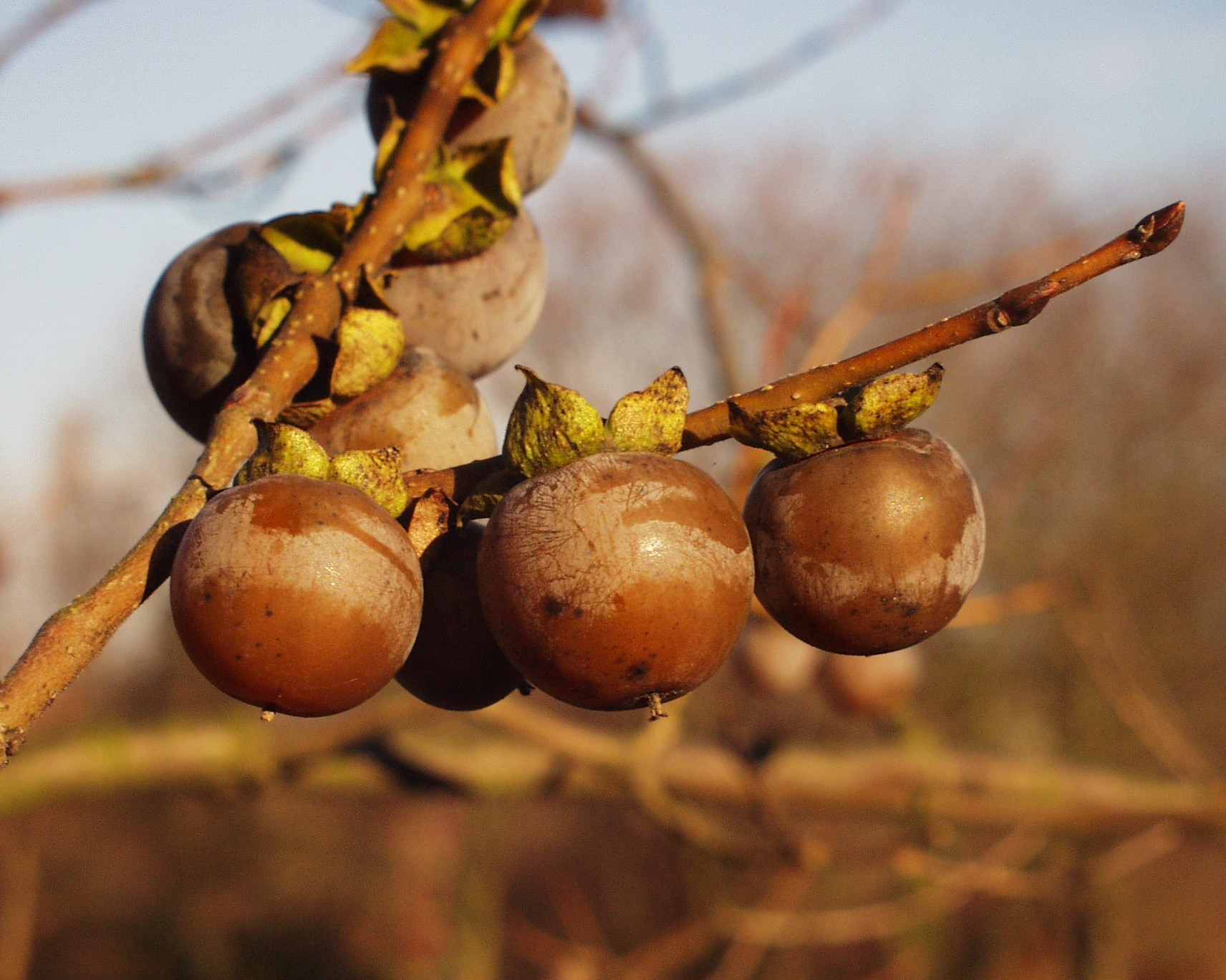 Früchte braun oder Samen braun – Pflanzenbilder