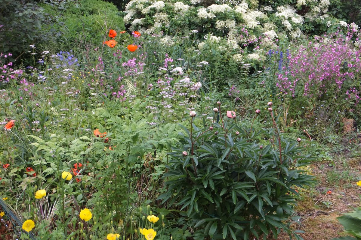 Eigener Garten – Pflanzenbilder