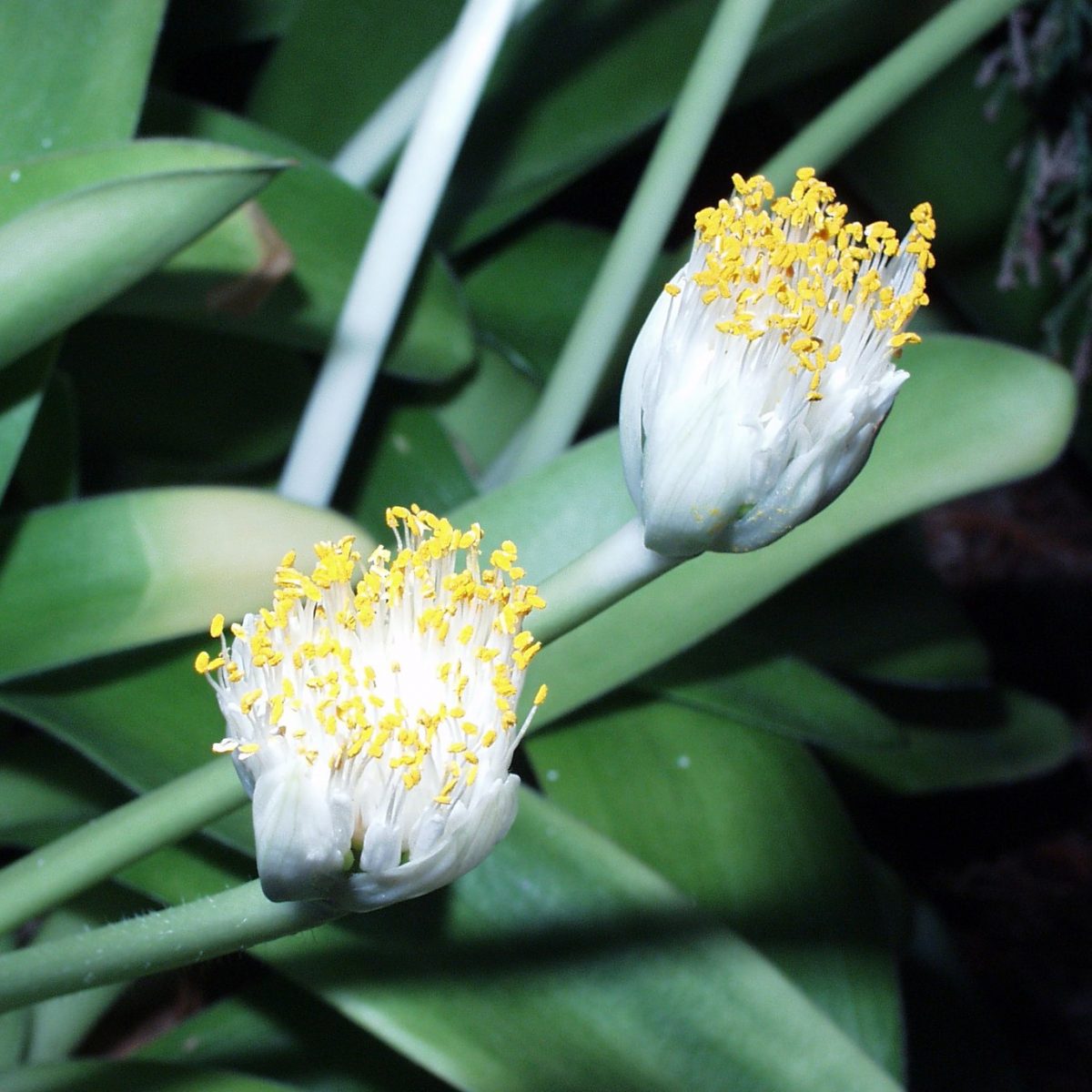 Haemanthus albiflos – Pflanzenbilder