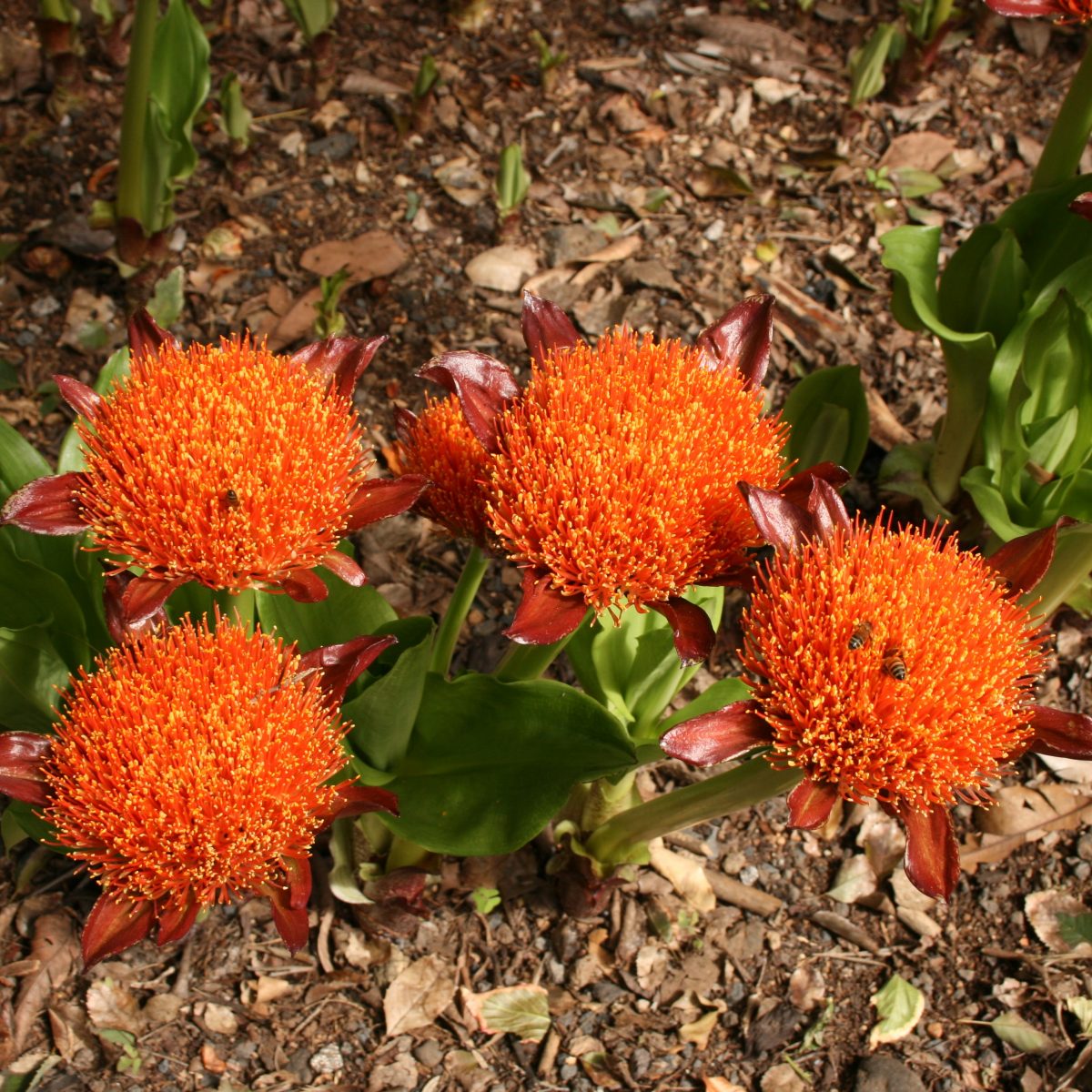 Gefleckte Frühe Blutblume – Pflanzenbilder