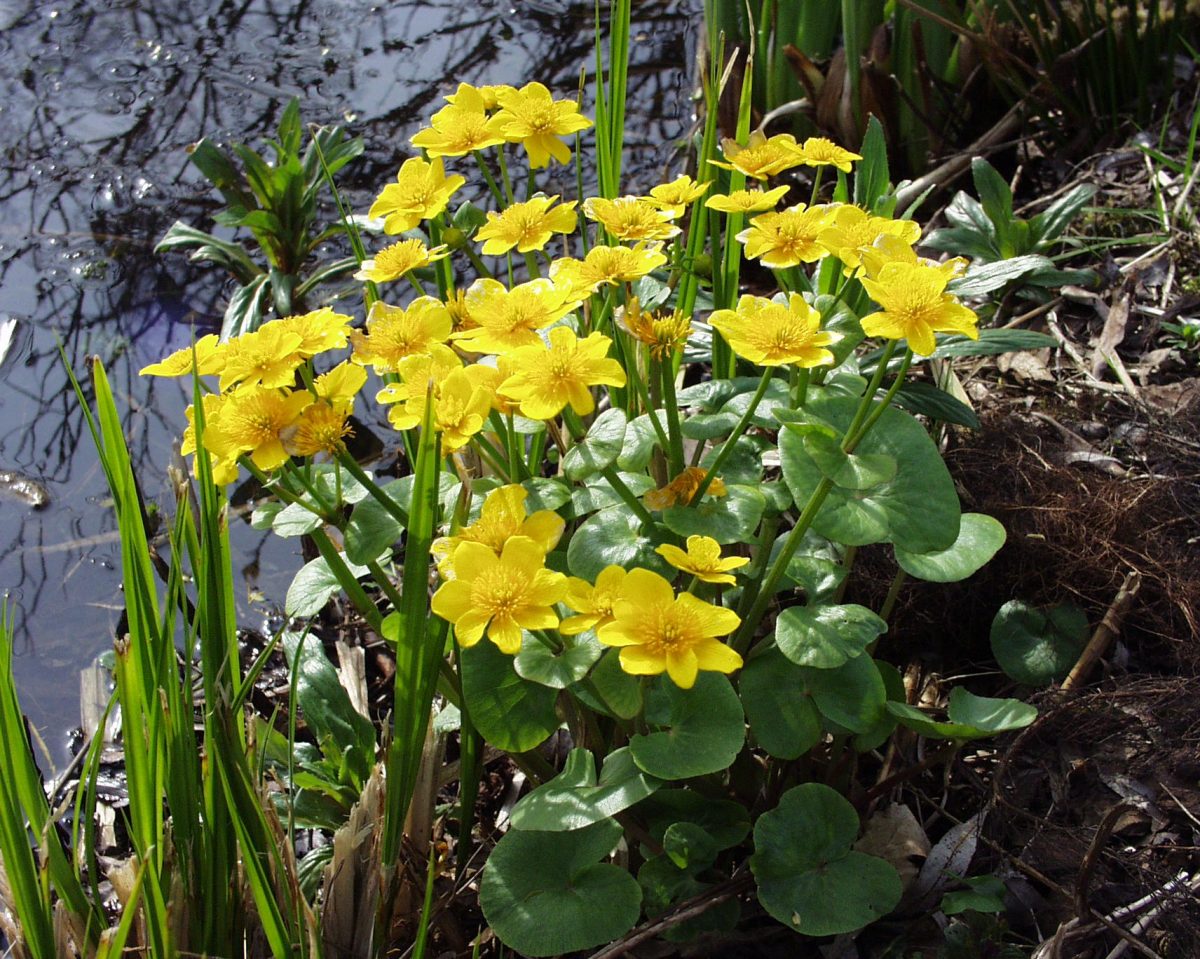 Caltha palustris – Pflanzenbilder