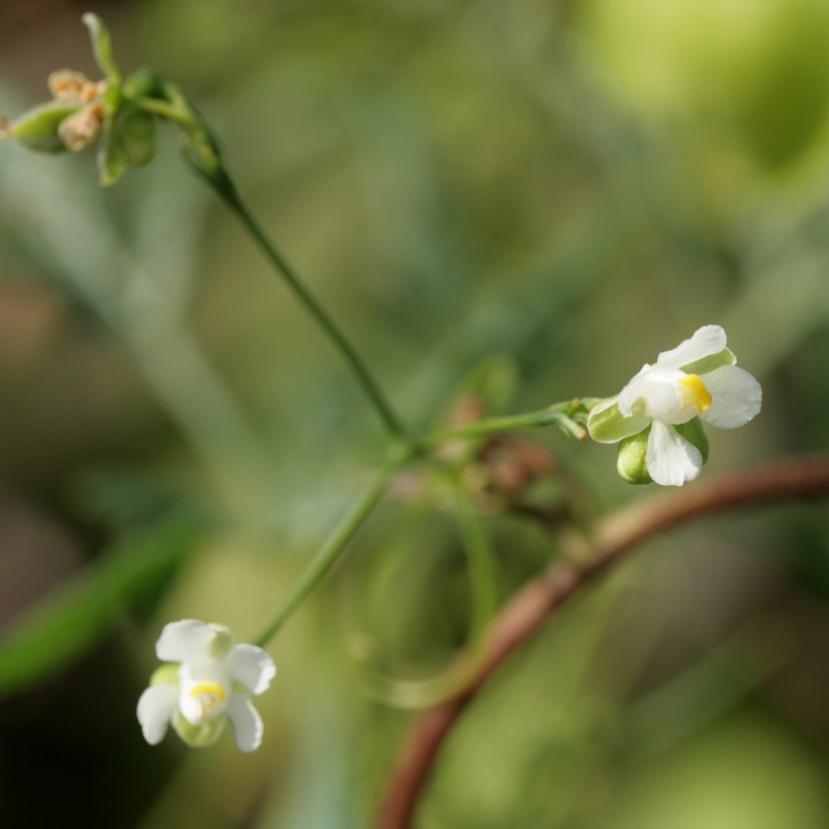 Cardiospermum helicacabum – Pflanzenbilder