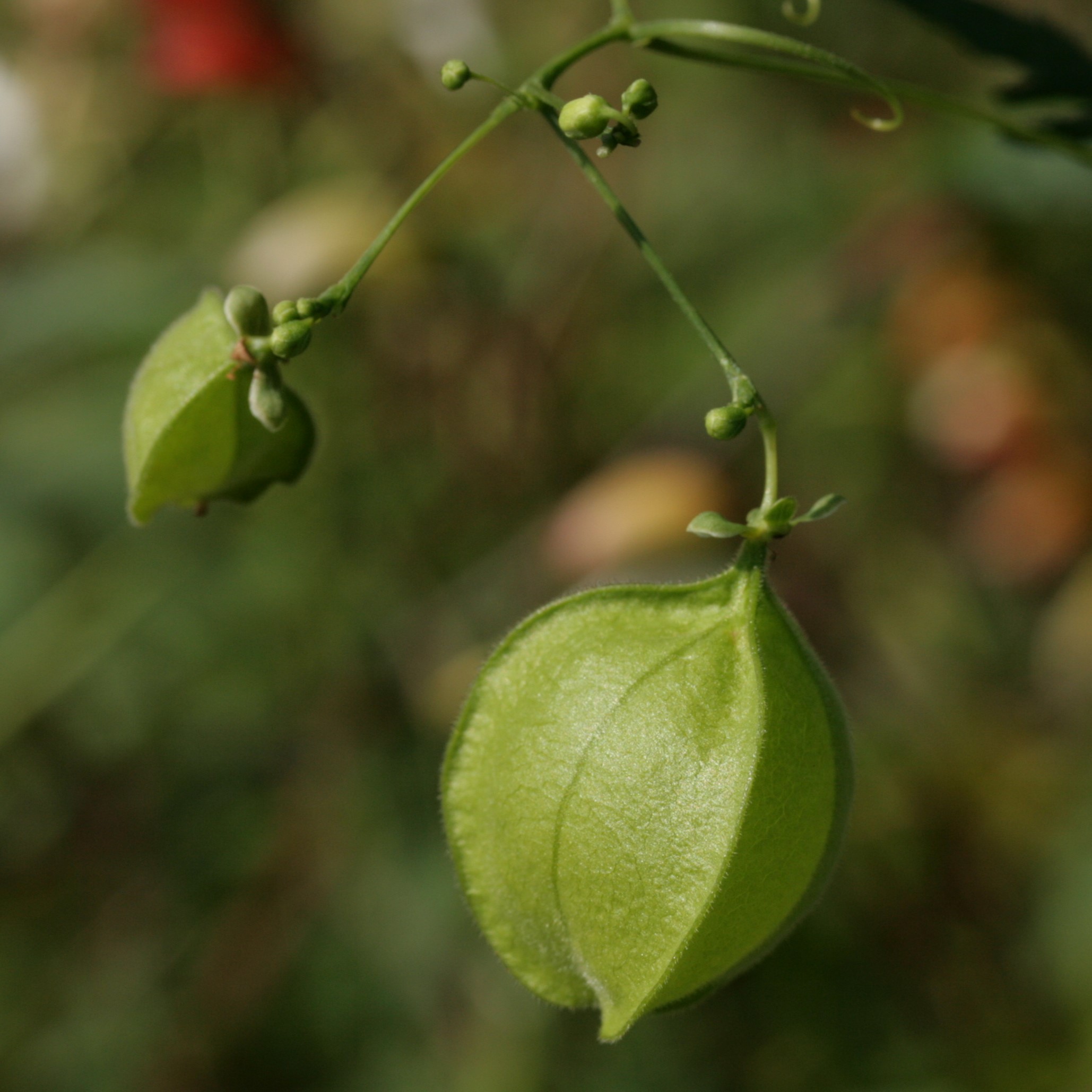 Cardiospermum helicacabum – Pflanzenbilder