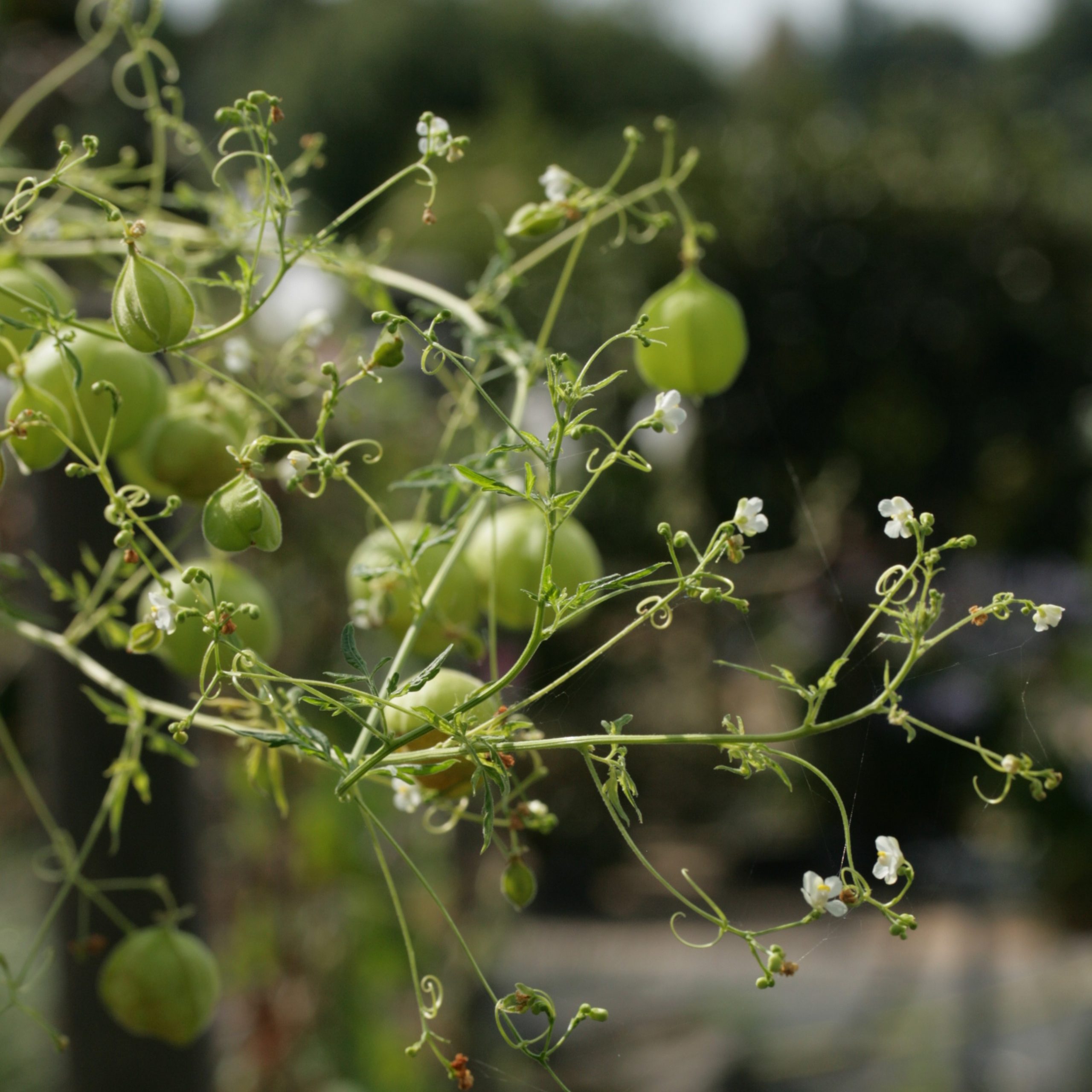 Cardiospermum helicacabum – Pflanzenbilder
