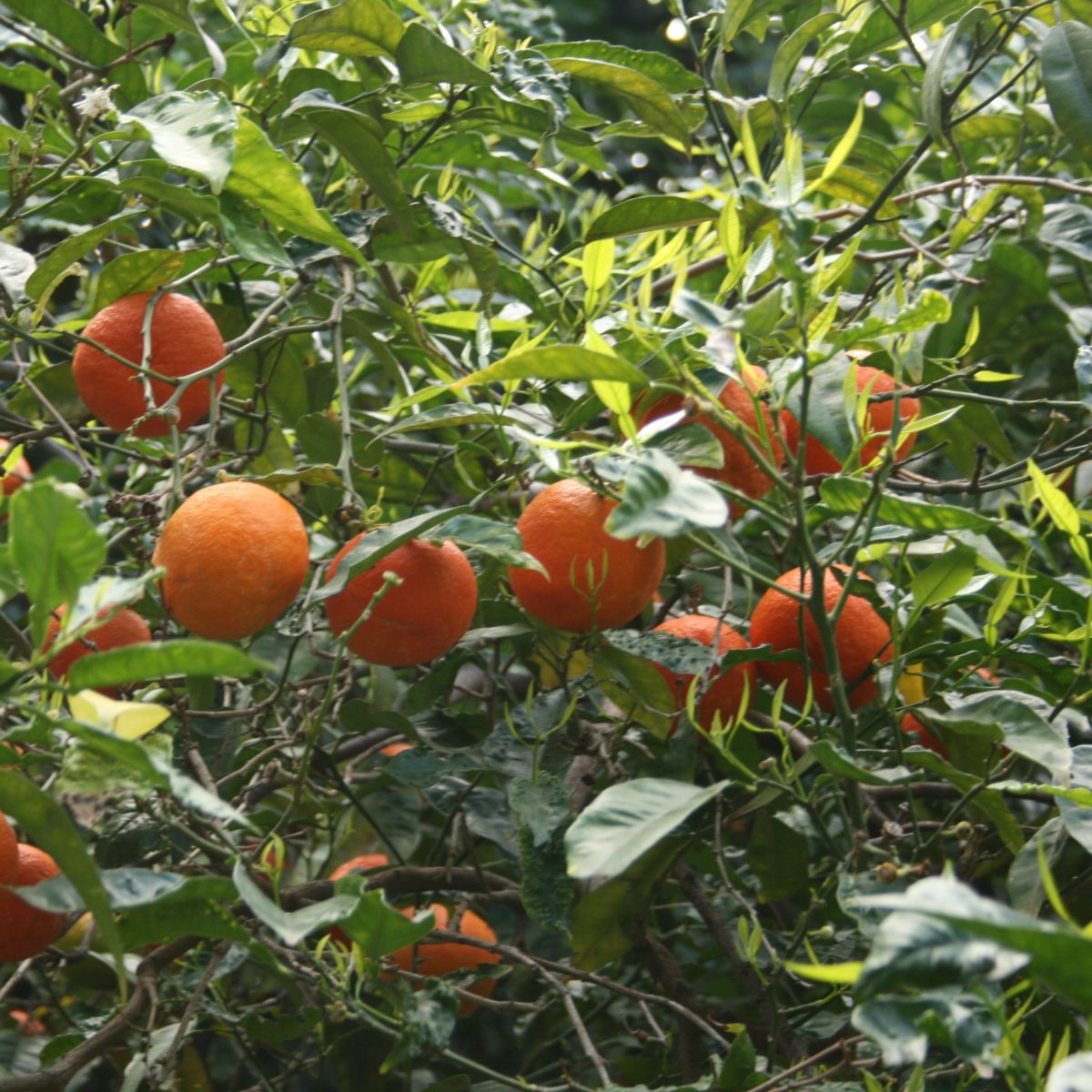 Orange, Apfelsine – Pflanzenbilder
