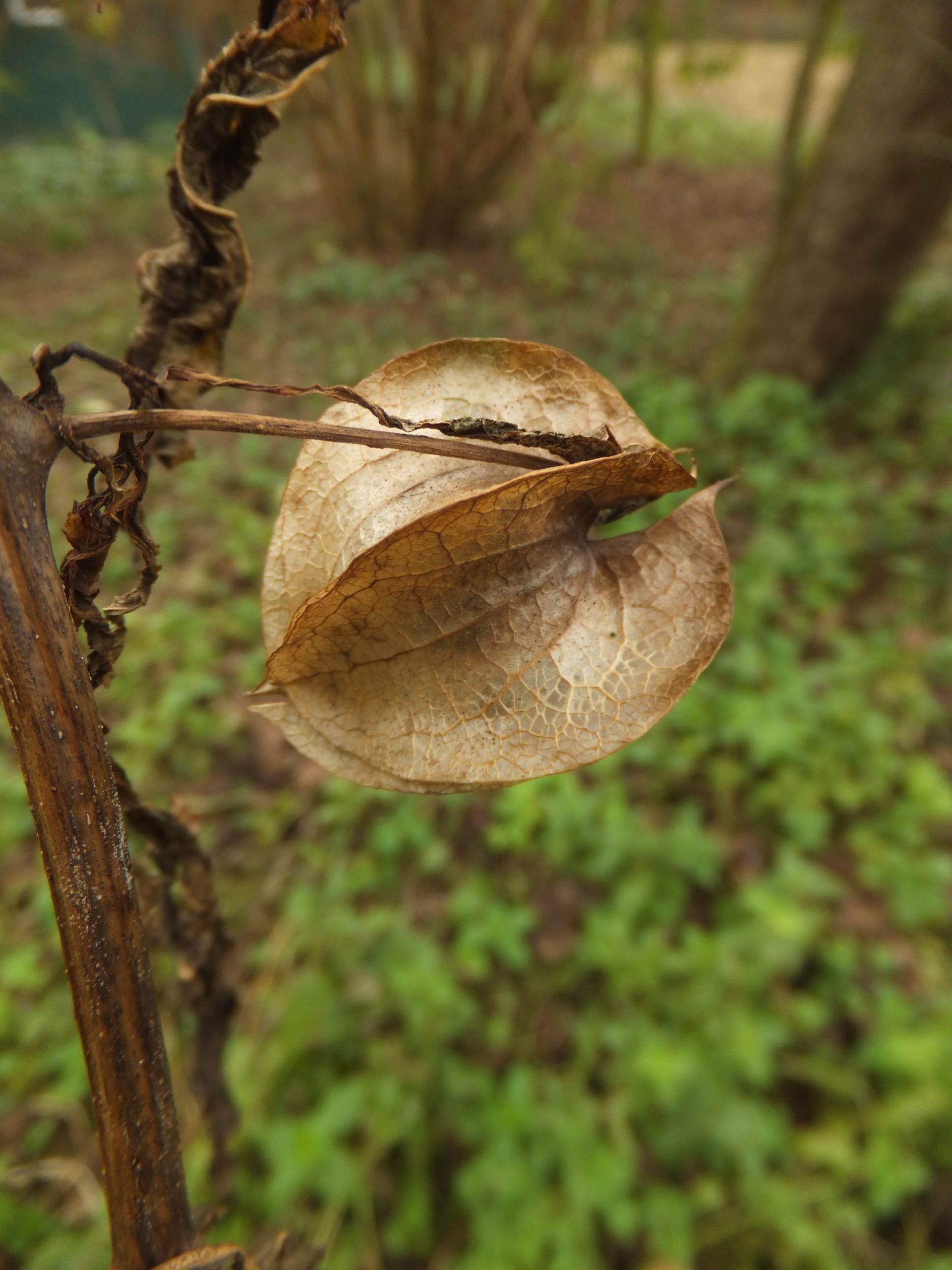 DSCF5266 (1) – Pflanzenbilder