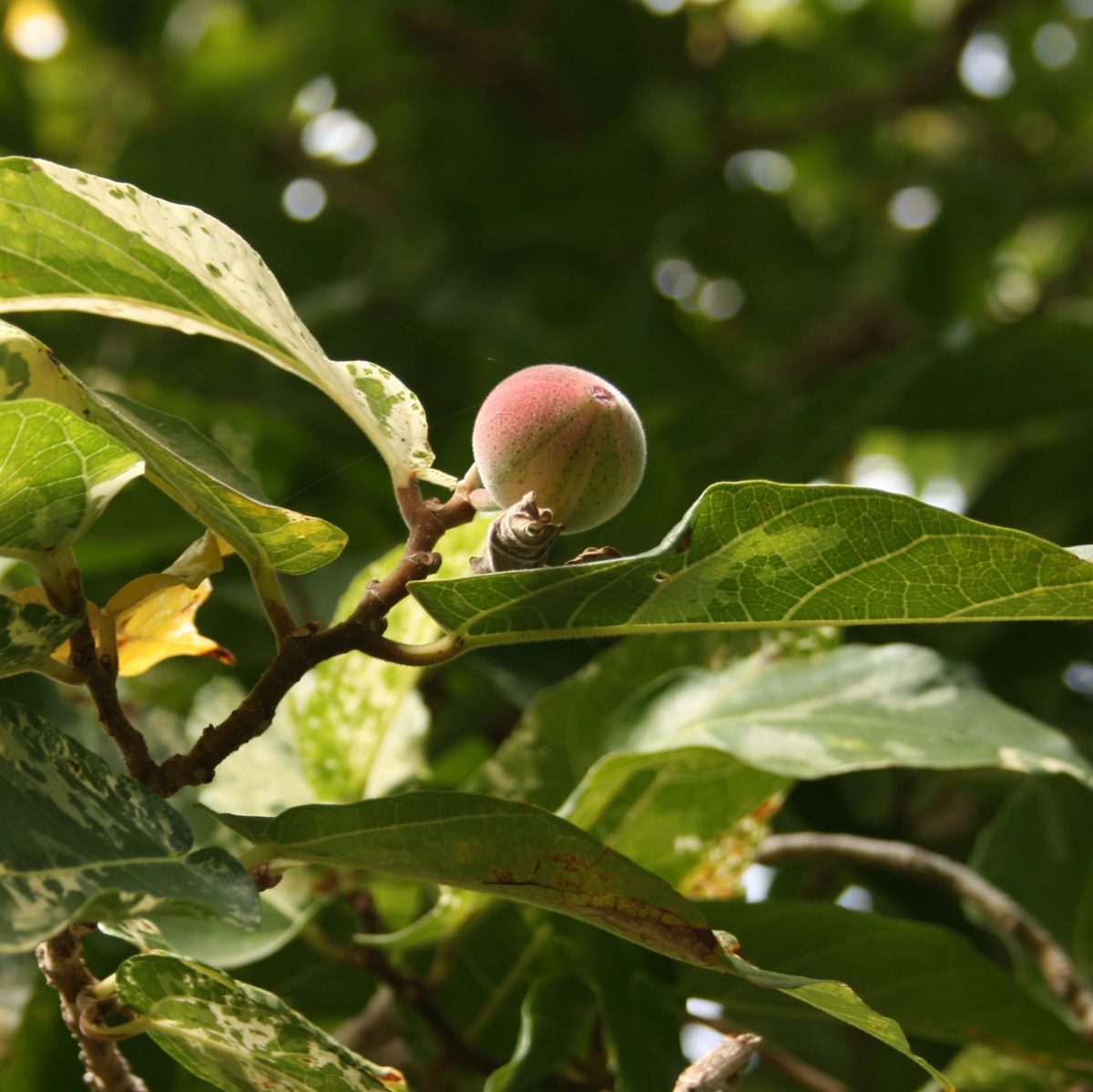 Ficus aspera_1 – Pflanzenbilder