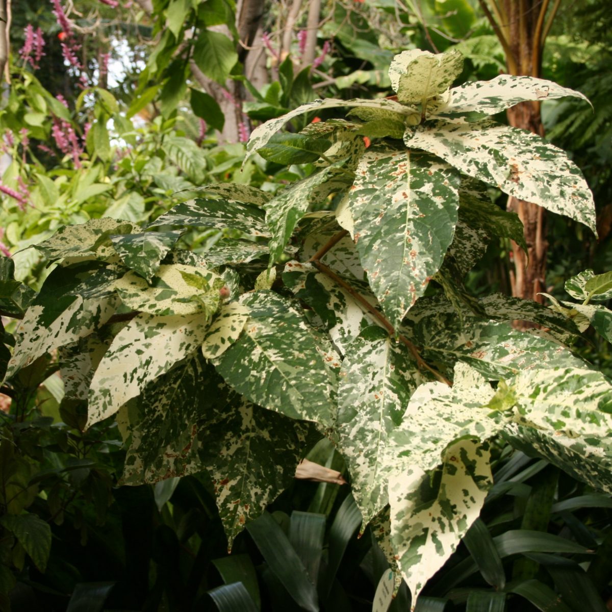 Ficus aspera ‚Parcellii‘ – Pflanzenbilder