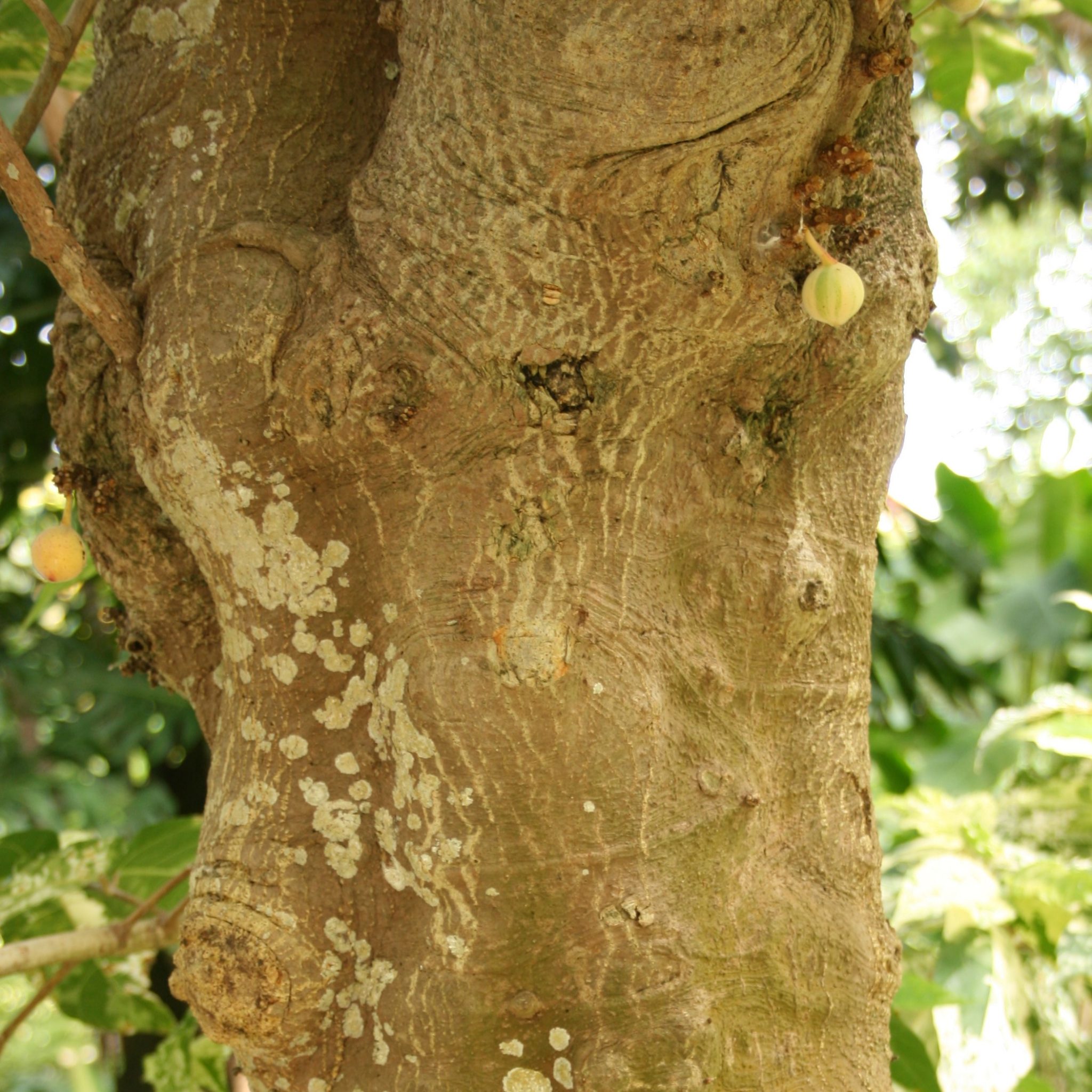 Ficus aspera ‚Parcellii‘ – Pflanzenbilder