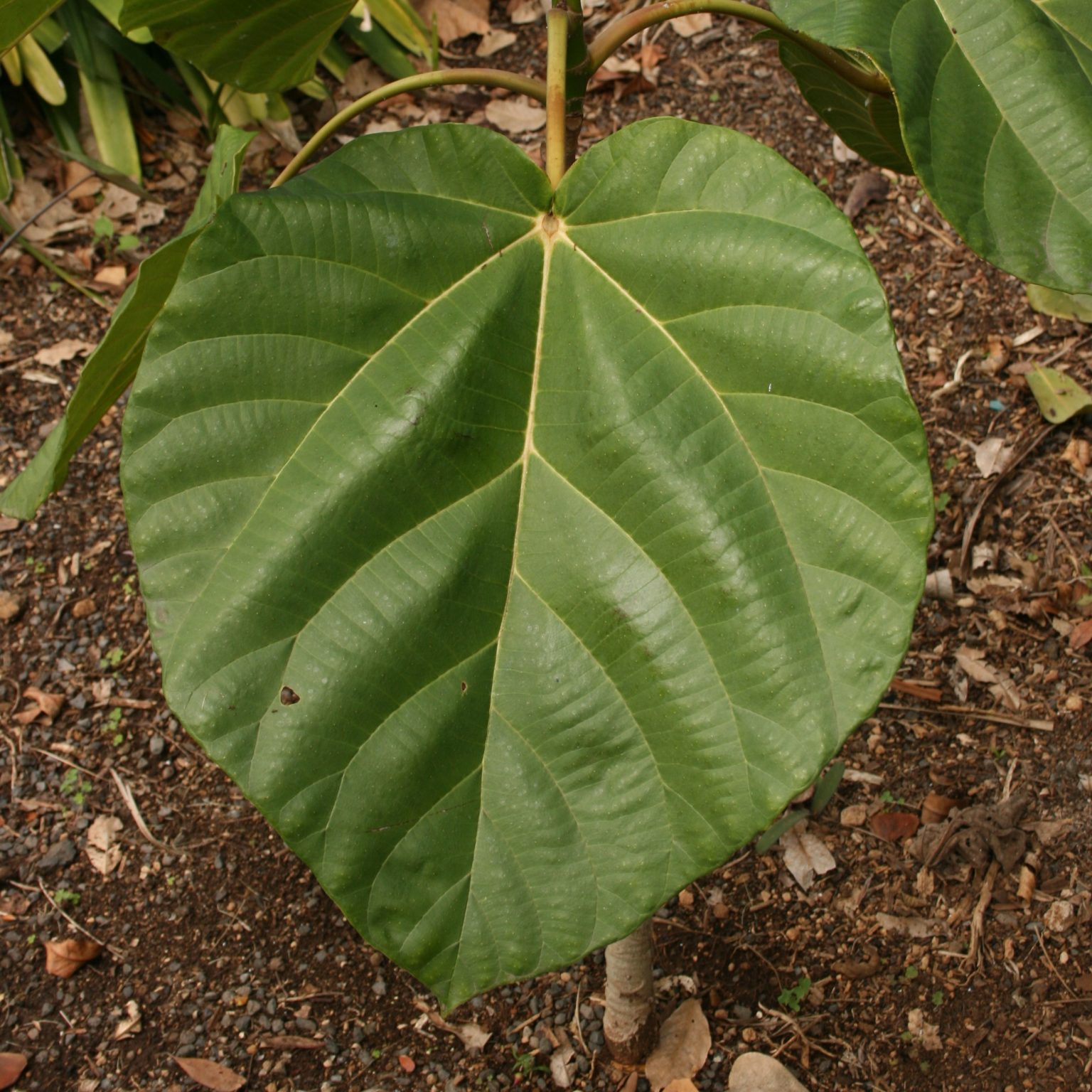 Ficus auriculata Blatt – Pflanzenbilder