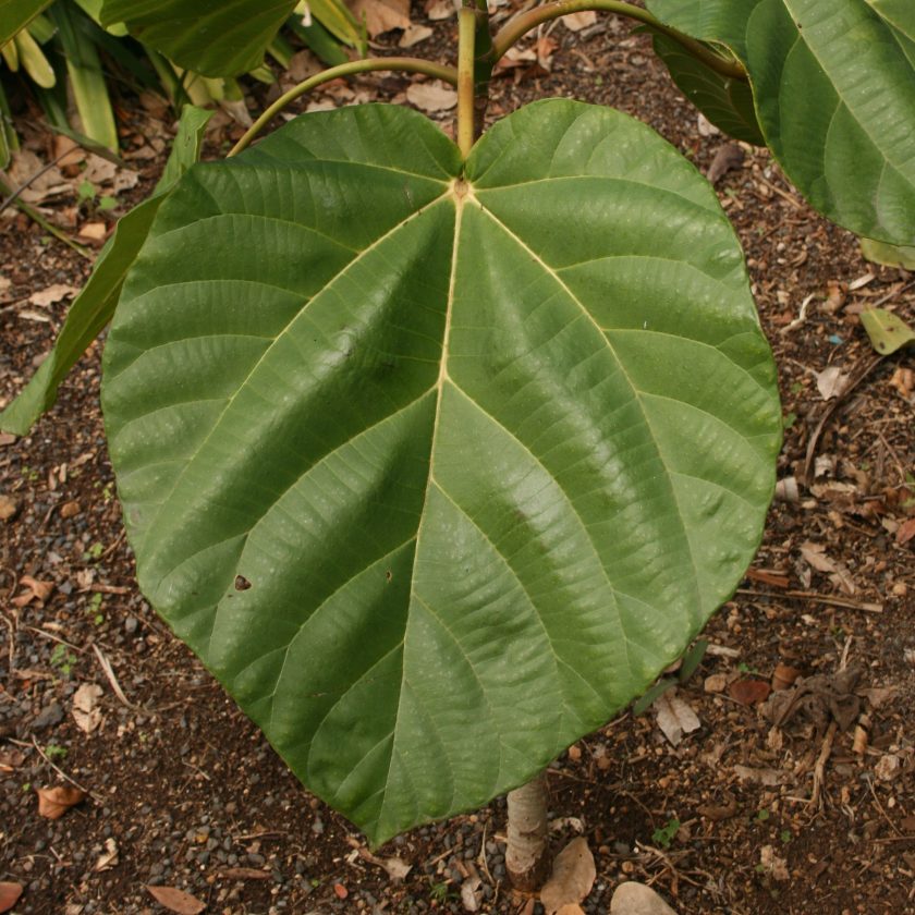 Ficus auriculata Blatt – Pflanzenbilder