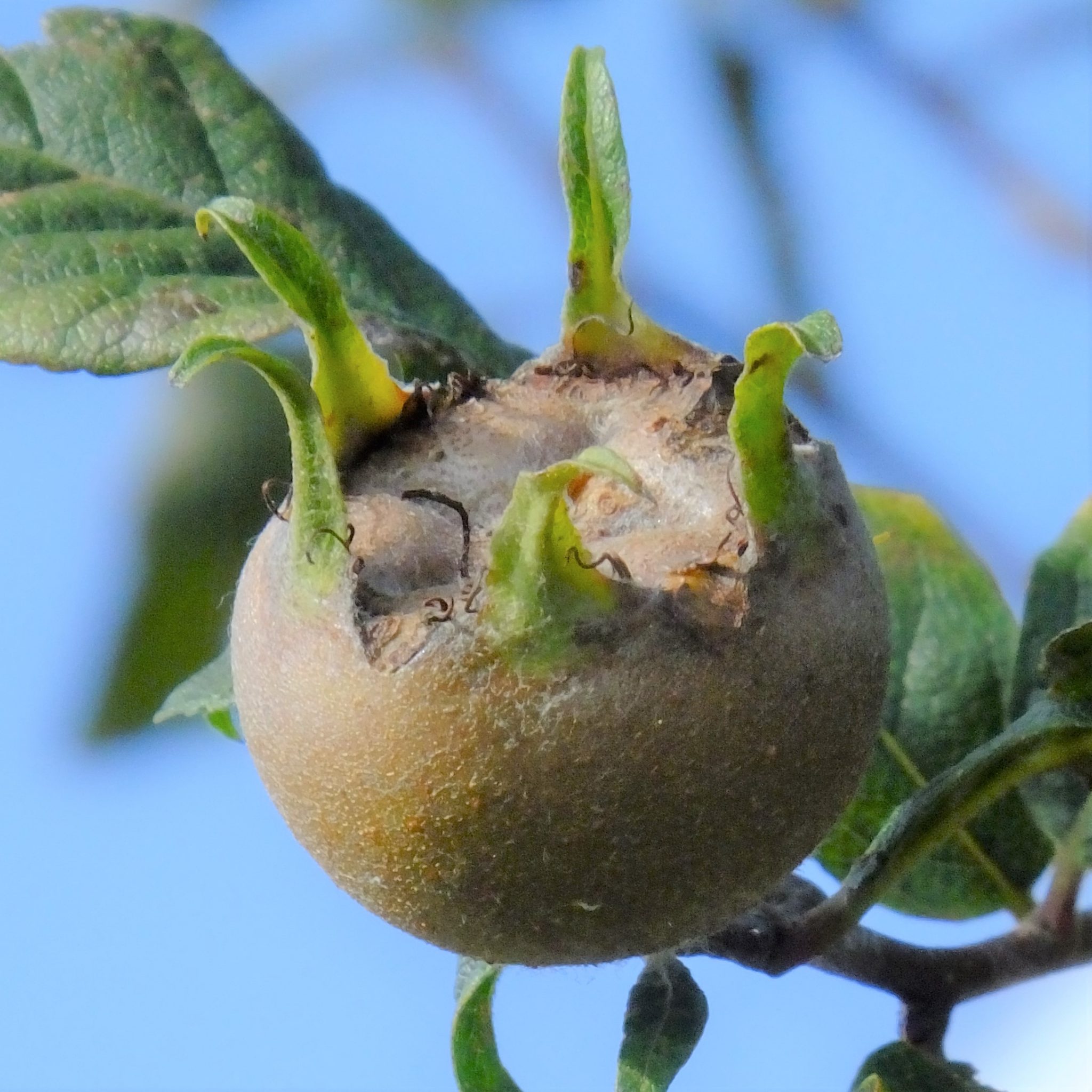 Mespilus germanica – Pflanzenbilder