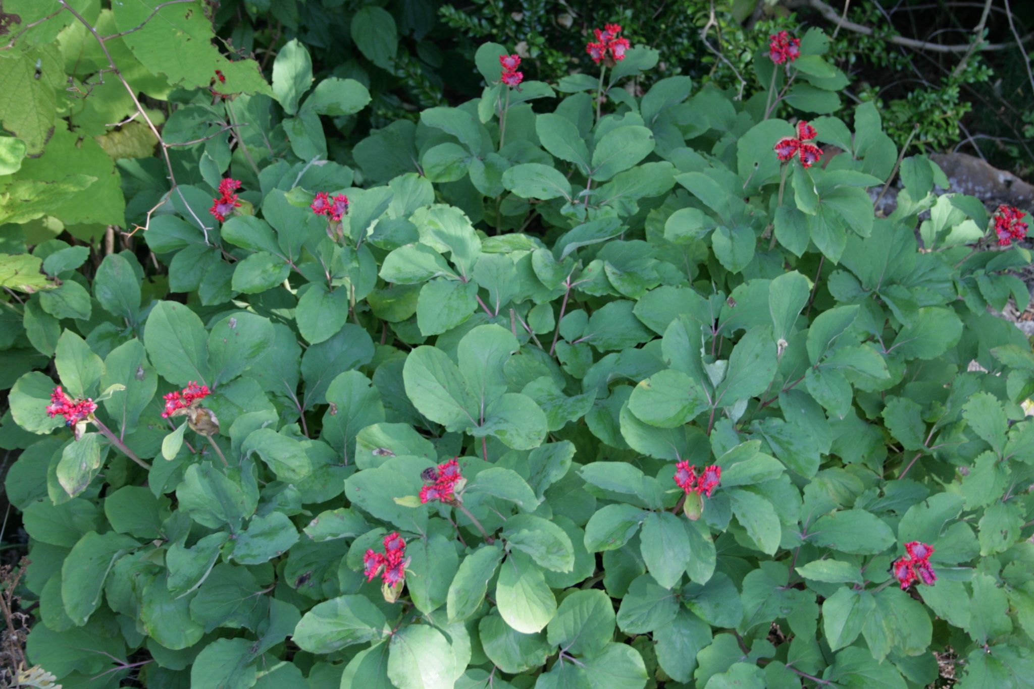 Paeoniaceae – Pflanzenbilder