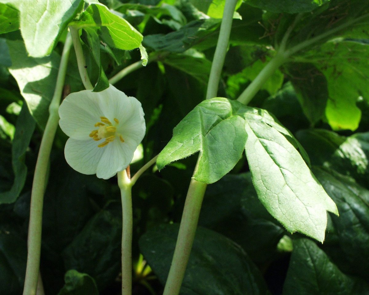 Podophyllum peltatum – Pflanzenbilder