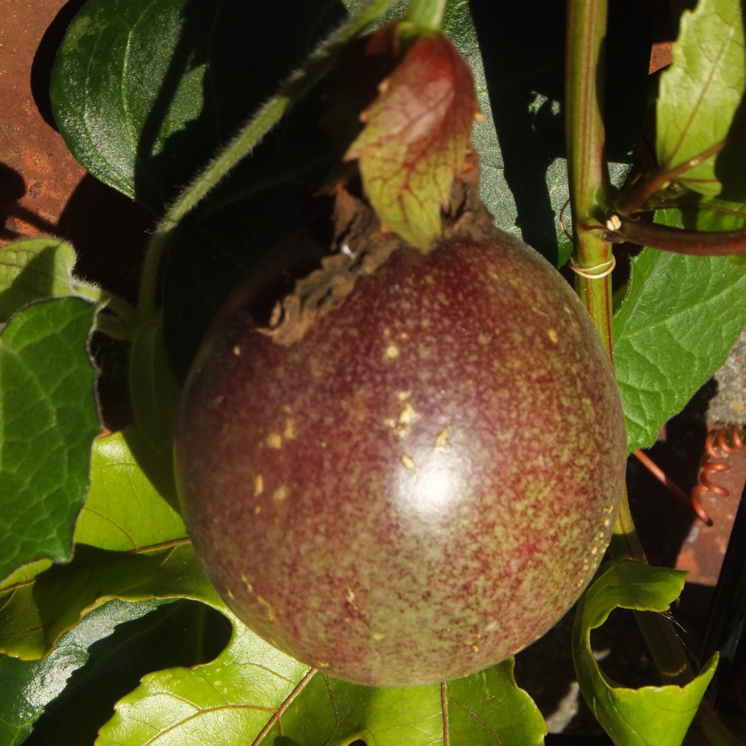 Passifloraceae – Pflanzenbilder