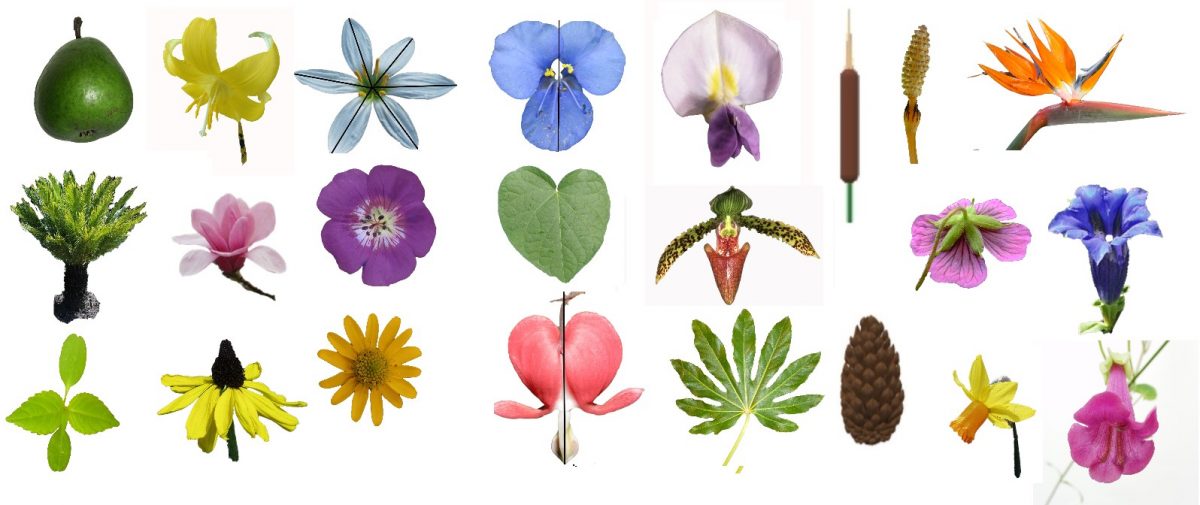 Pflanzenbilder – Bilder aus Gärten, Exkursionen und mehr