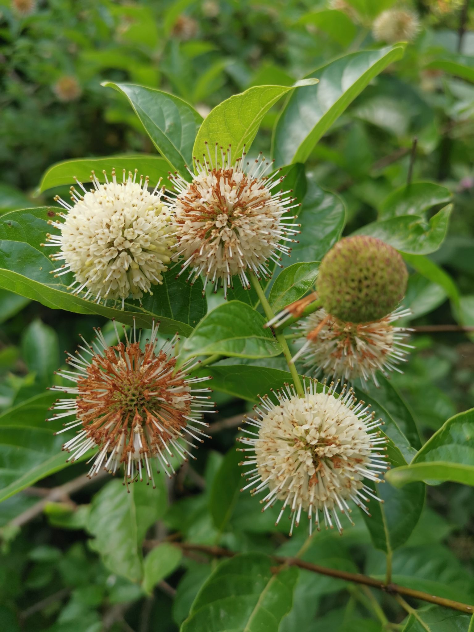 Cephalanthus occidentalis – Pflanzenbilder