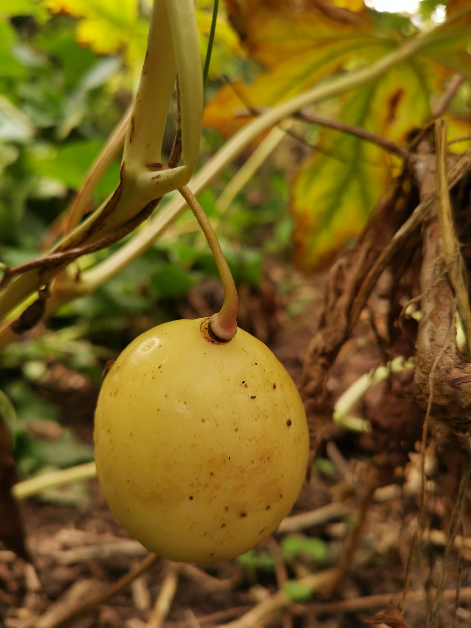 Podophyllum peltatum – Pflanzenbilder