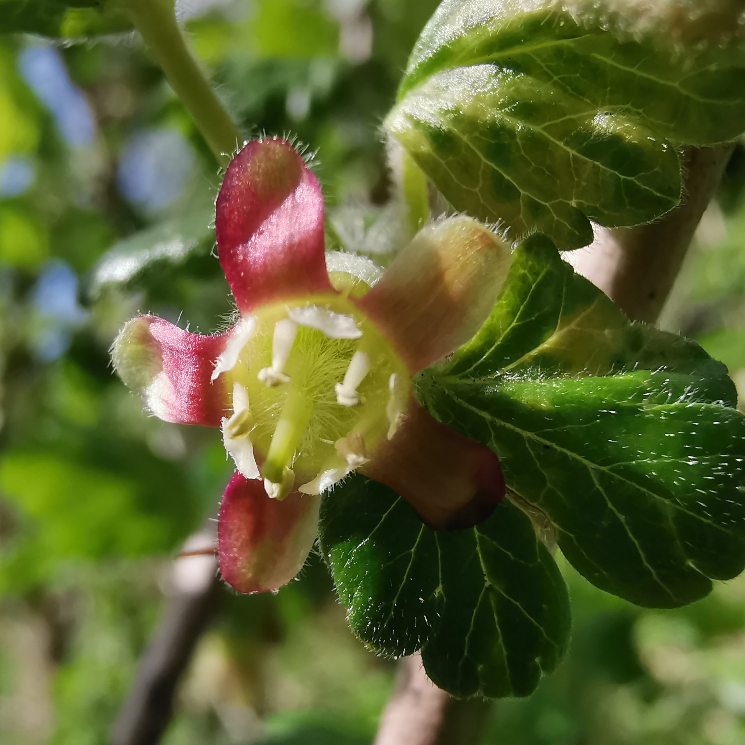Ribes uva-crispa – Pflanzenbilder