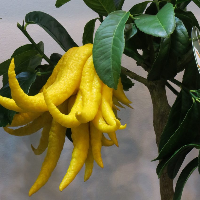 Citrus medica var. sarcodactylis – Pflanzenbilder