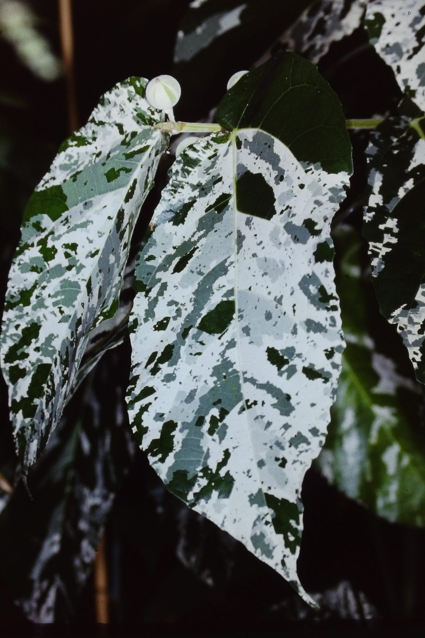 Ficus aspera ‚Parcellii‘ – Pflanzenbilder