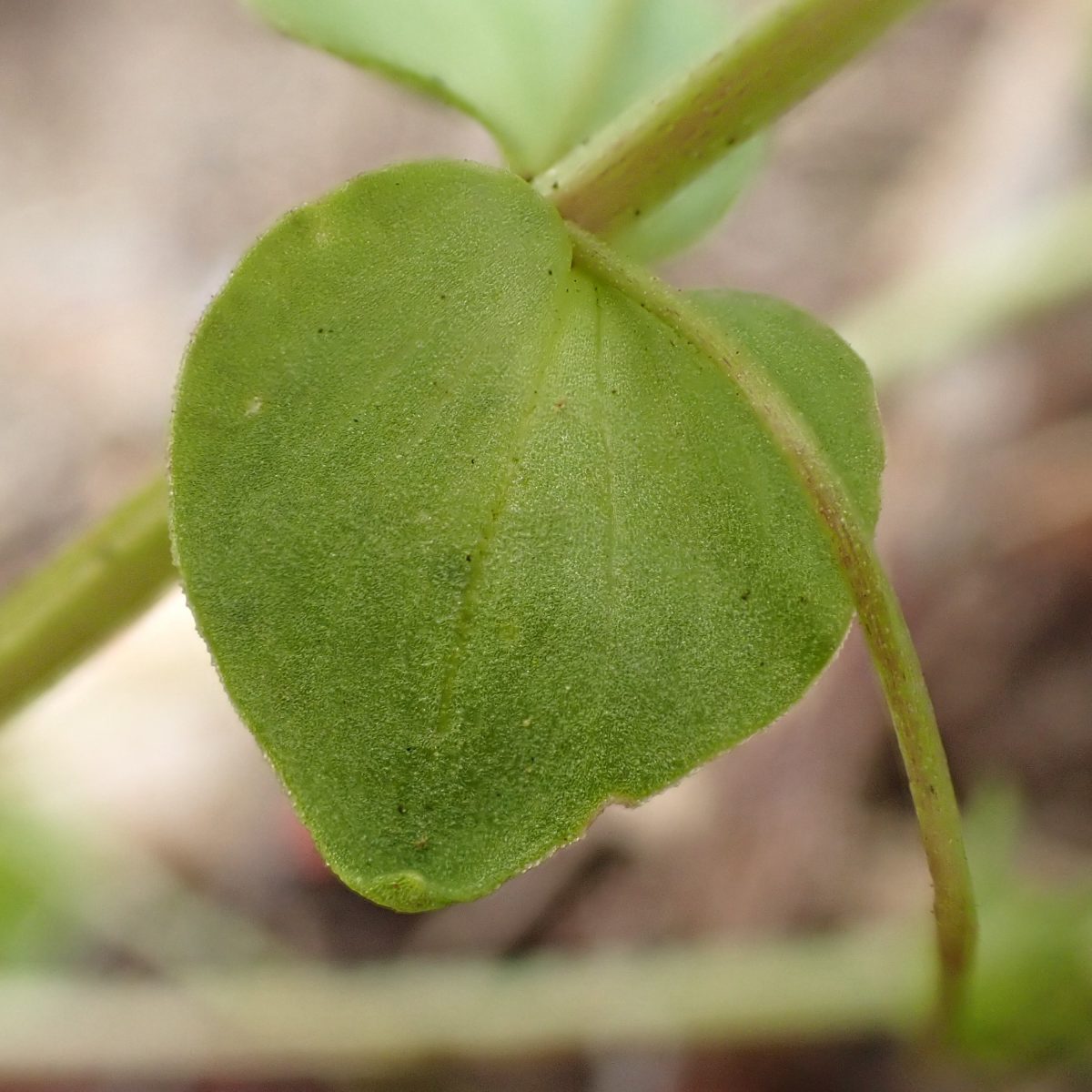 Blätter ganzrandig – Pflanzenbilder