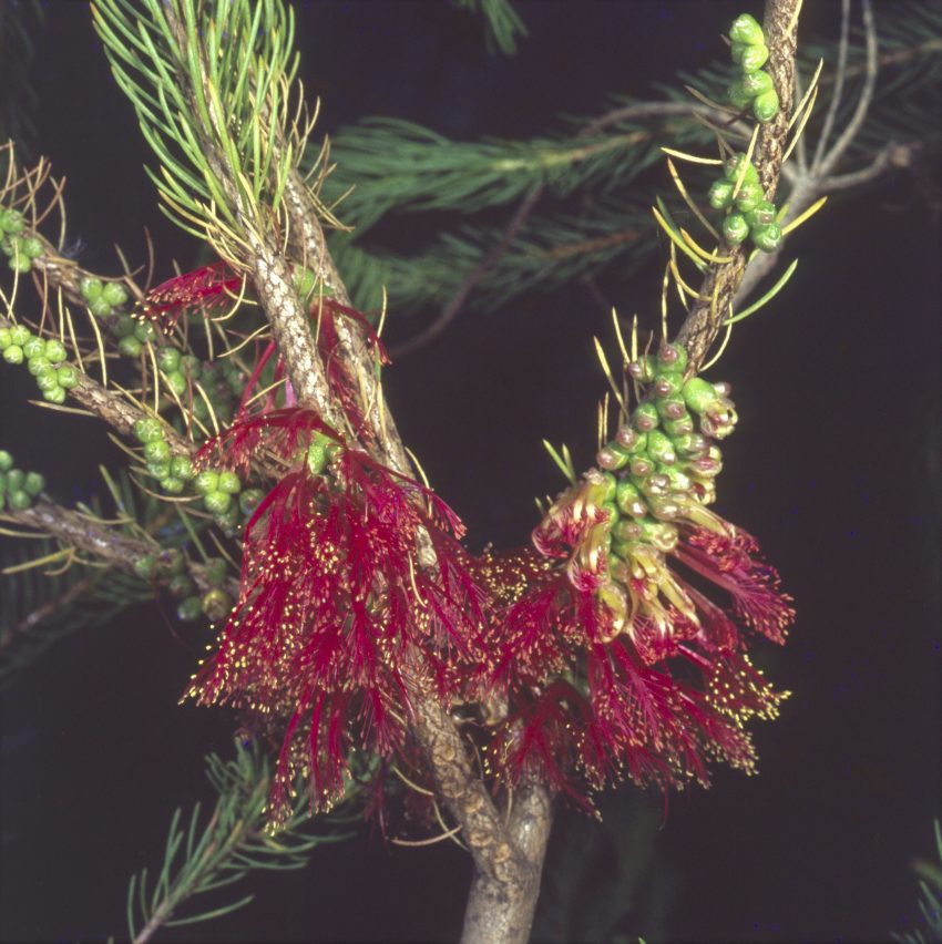 Calothamnus quadrifidus – Pflanzenbilder