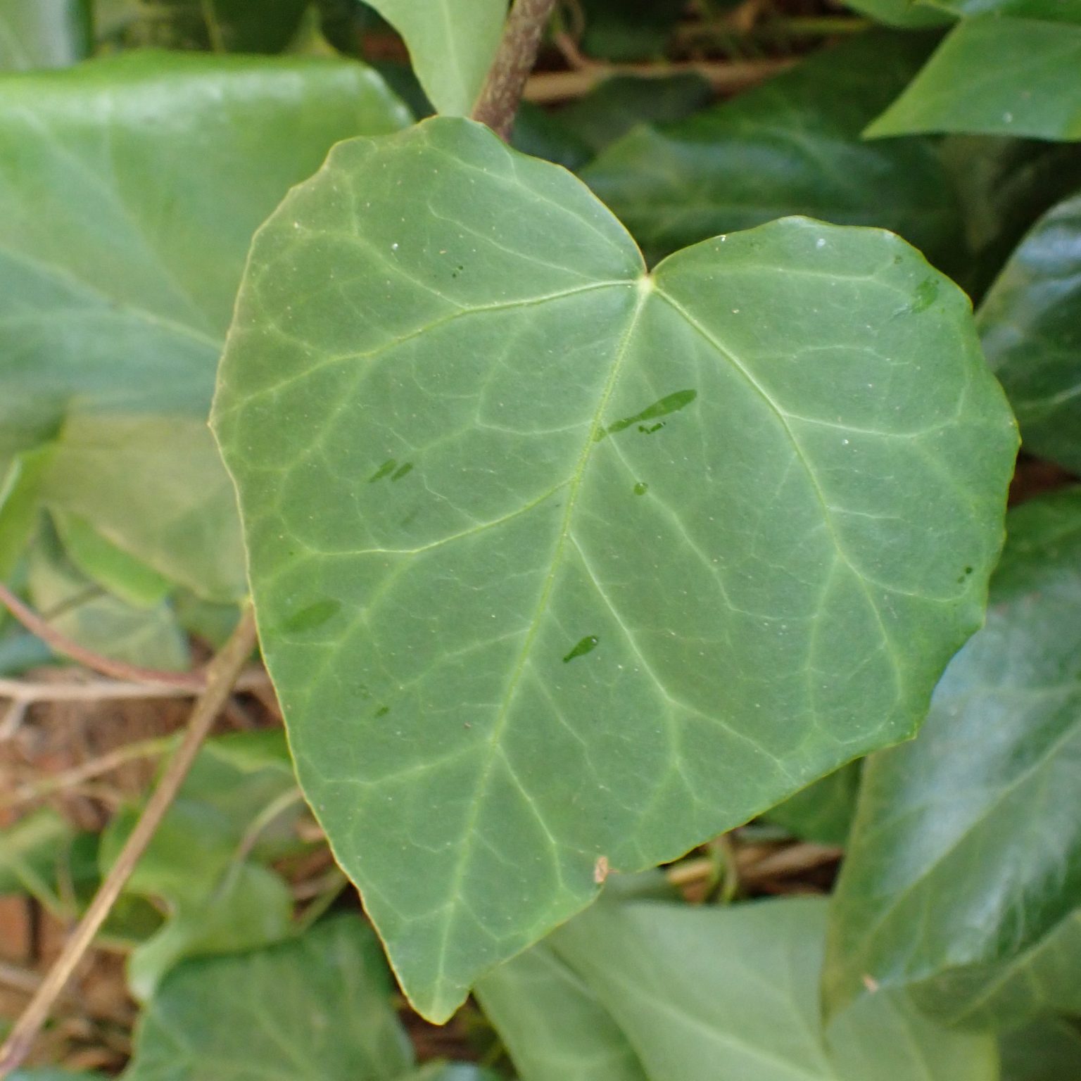 Hedera colchica Bl jung – Pflanzenbilder