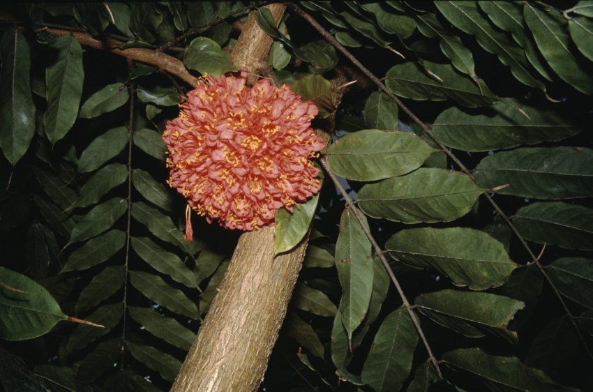 Brownea grandiceps – Pflanzenbilder