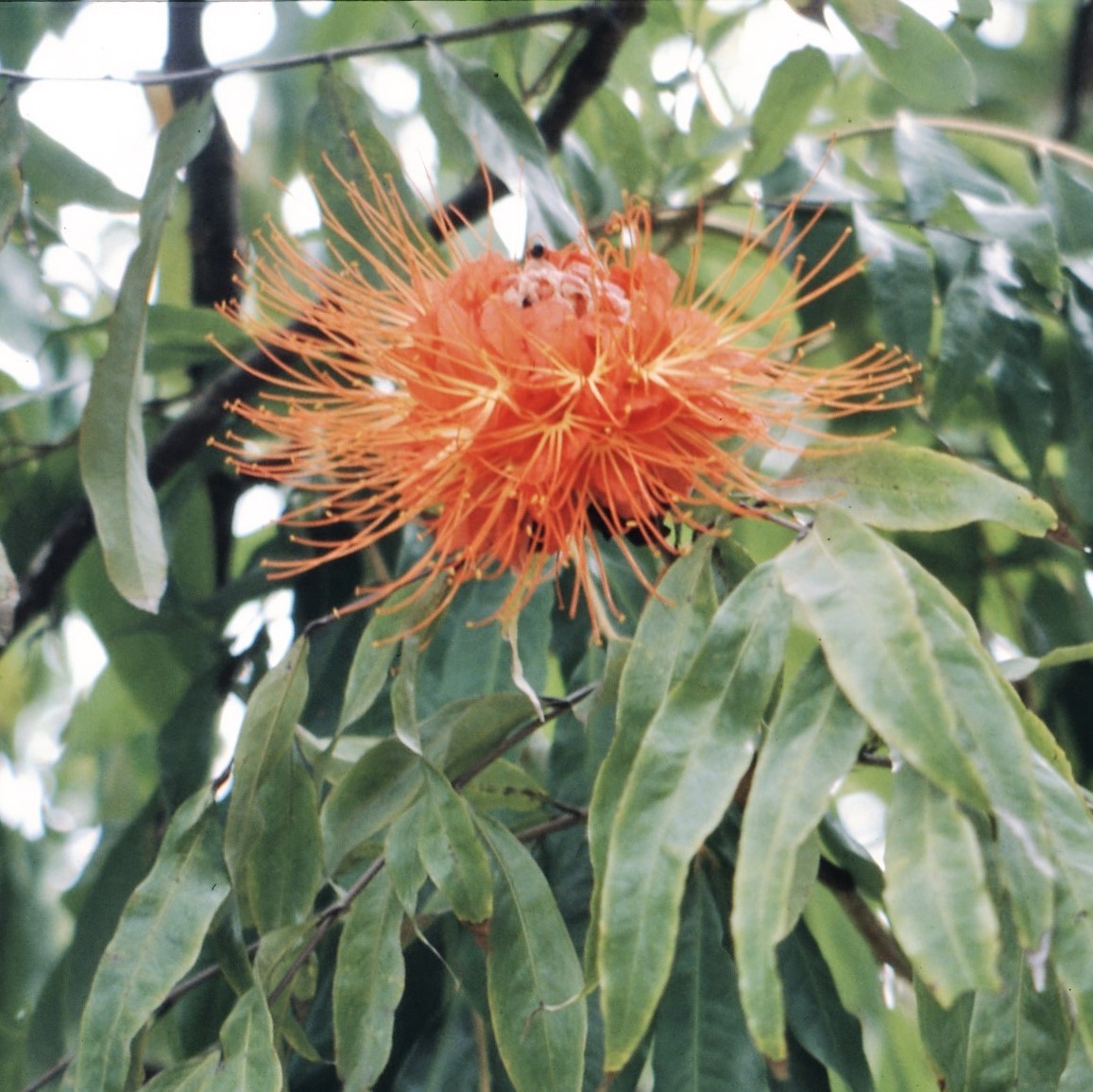 Brownea macrophylla – Pflanzenbilder