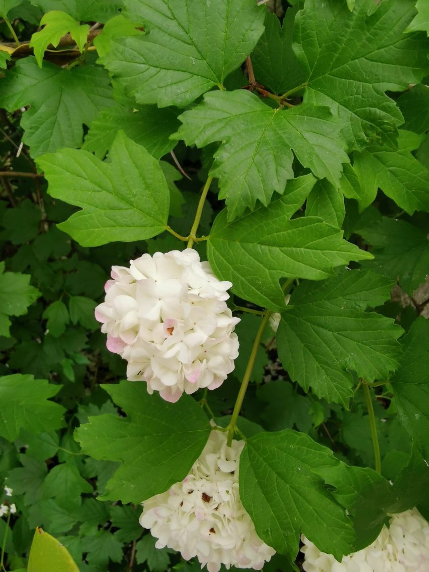Viburnum opulus ‚Roseum‘ – Pflanzenbilder