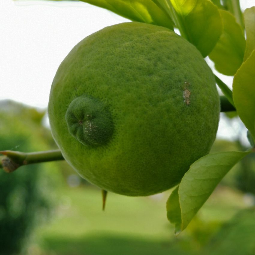 Dreiblättrige Orange, Bitterorange – Pflanzenbilder