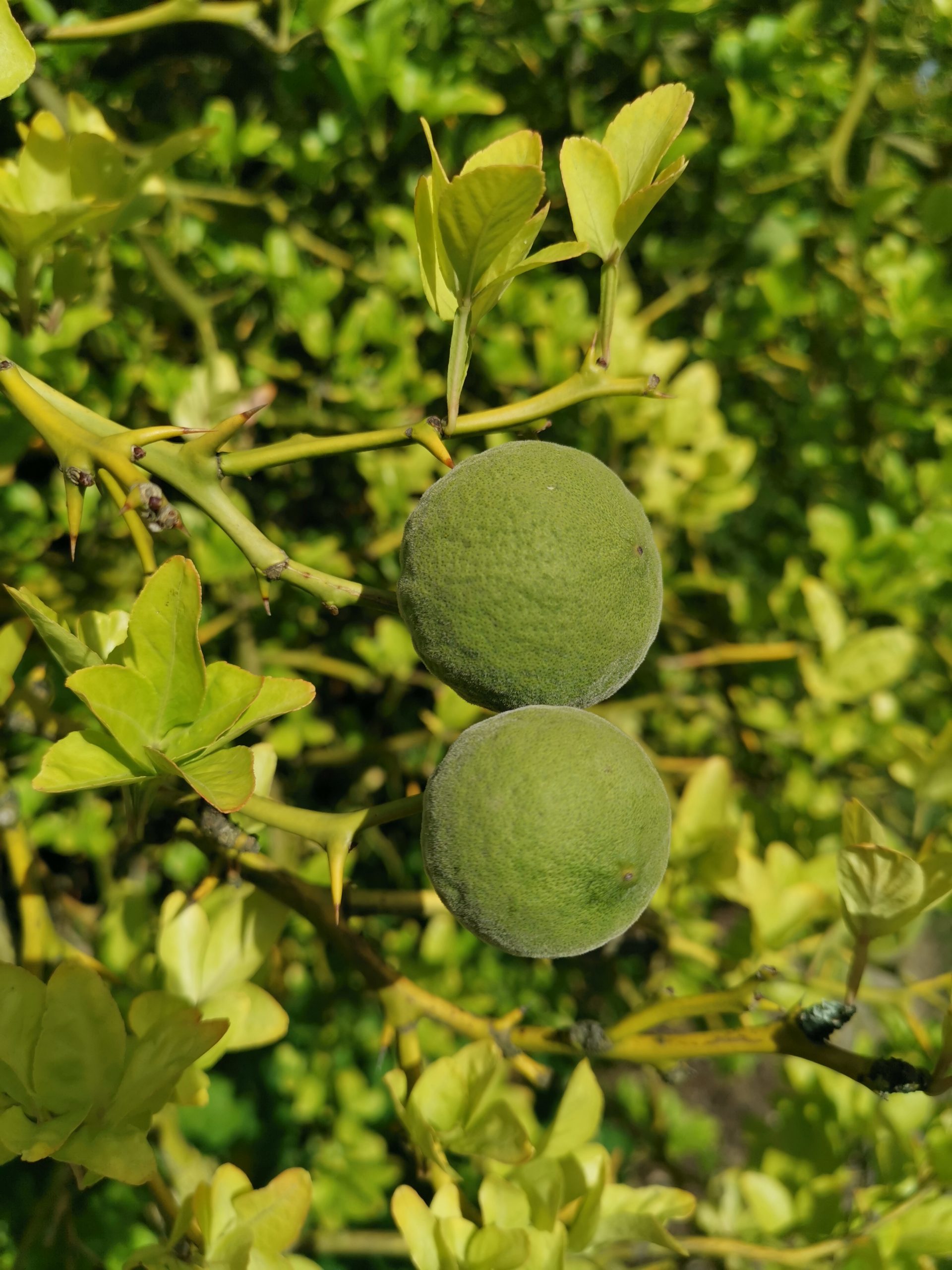 Dreiblättrige Orange, Bitterorange – Pflanzenbilder