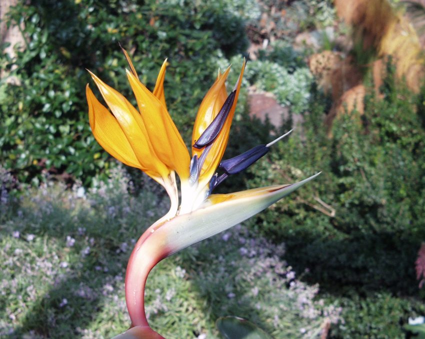 Paradiesvogelblume – Pflanzenbilder