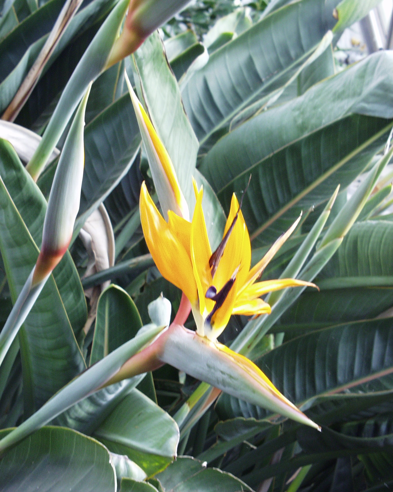 Paradiesvogelblume – Pflanzenbilder