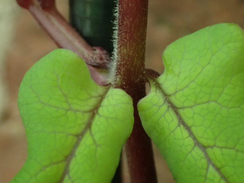 Glockenblumentyp – Pflanzenbilder