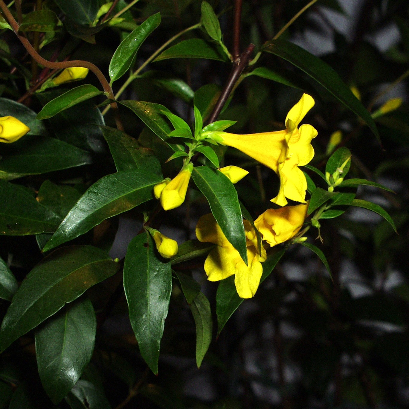 Gelbe Jasminwurzel – Pflanzenbilder