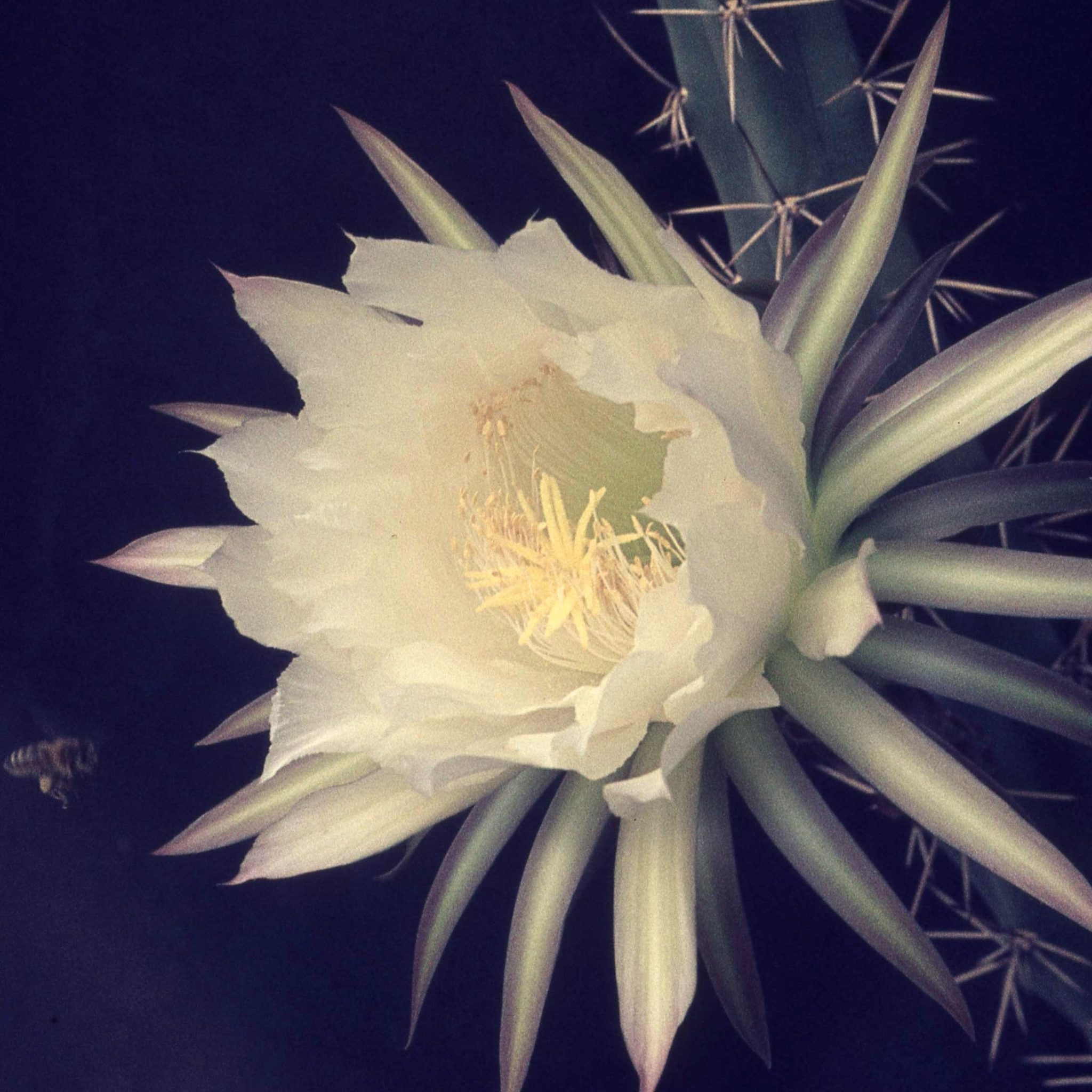 Harrisia pomanensis – Pflanzenbilder