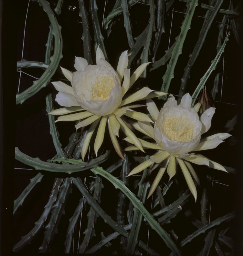 Sukkulenten – Pflanzenbilder