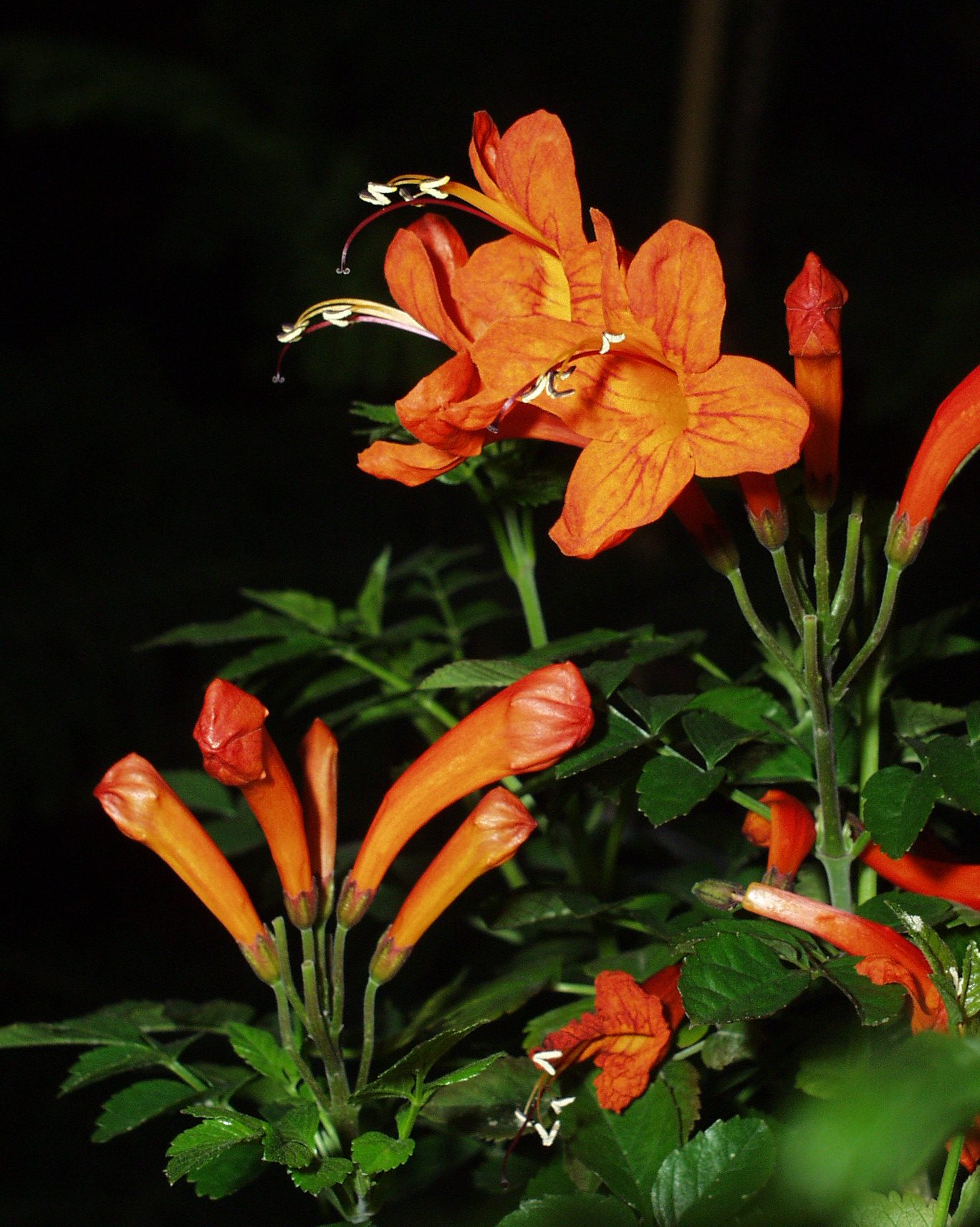 Tecomaria – Pflanzenbilder