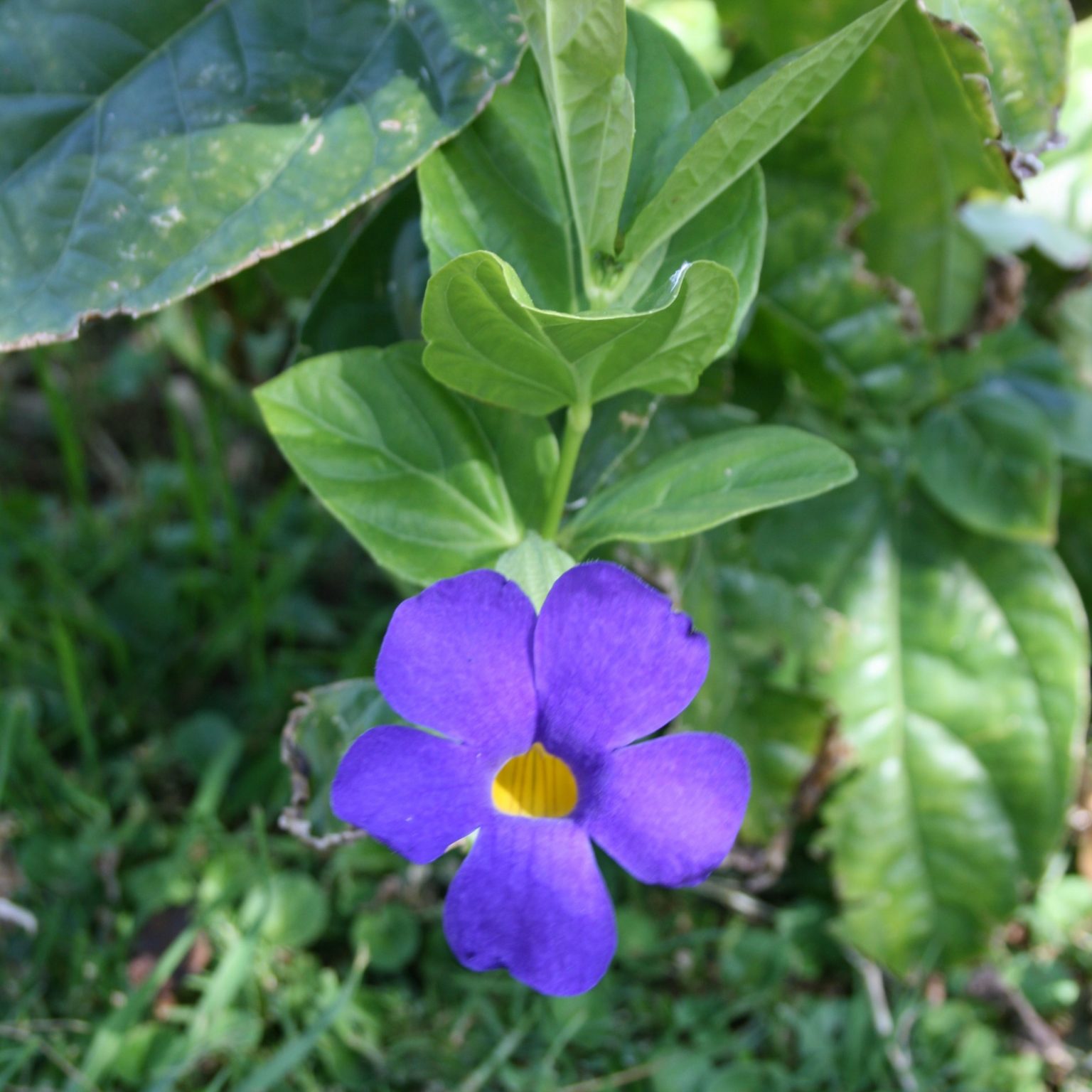 Thunbergia battiscombei – Pflanzenbilder