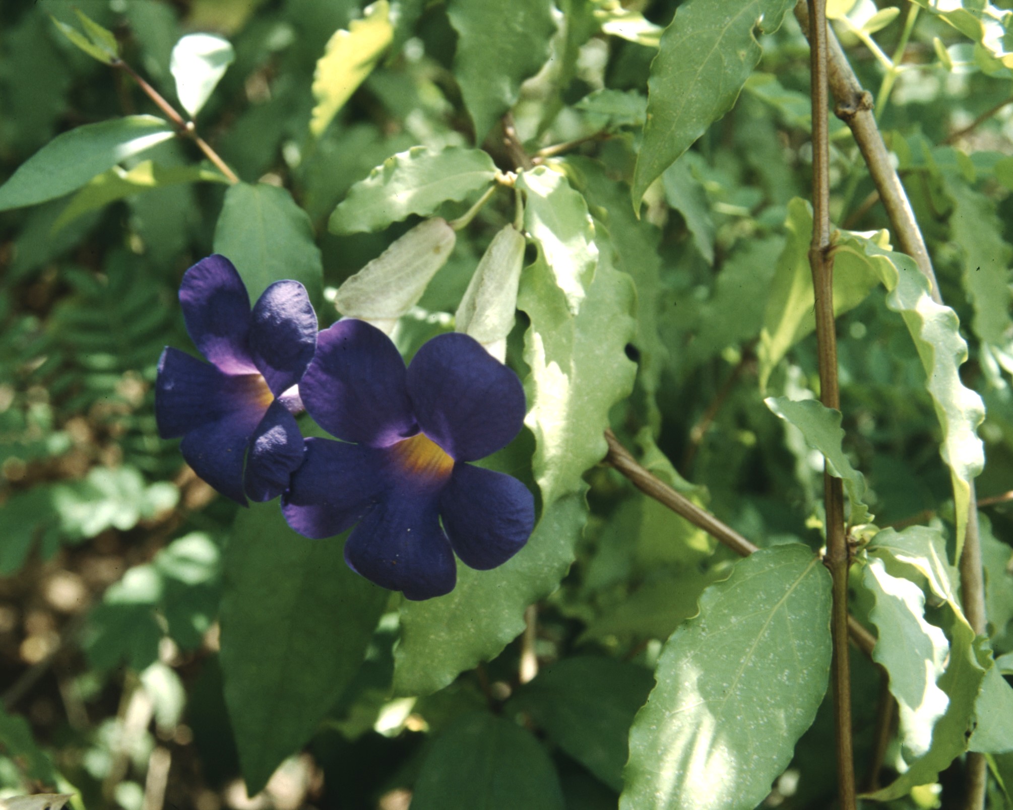 Thunbergia – Pflanzenbilder