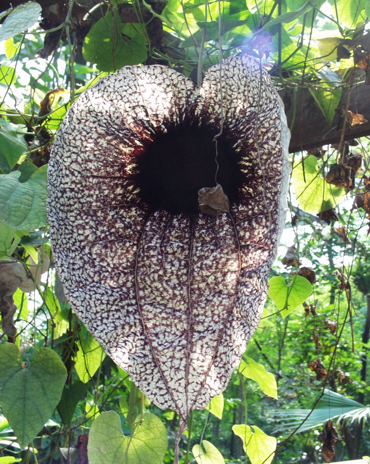 Kesselfallenblumen – Pflanzenbilder